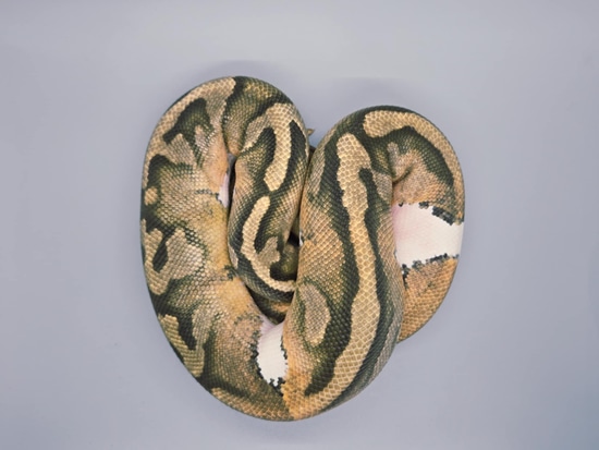 Hypo Pied Ball Python by Third Eye Pythons