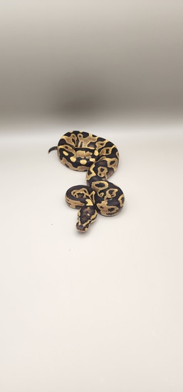 Leopard Fire Yellowbelly Het Hypo Ball Python by This Morphs 4 U