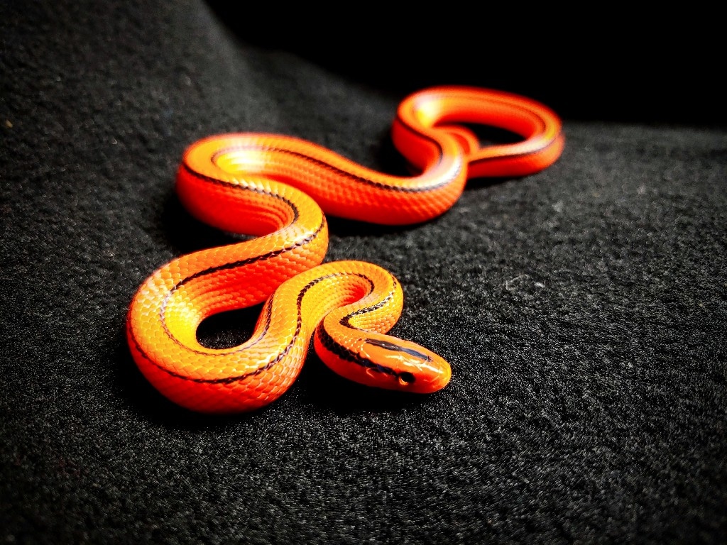 Coxi Male Bamboo Rat Snake by Bryan Cole Reptiles - MorphMarket