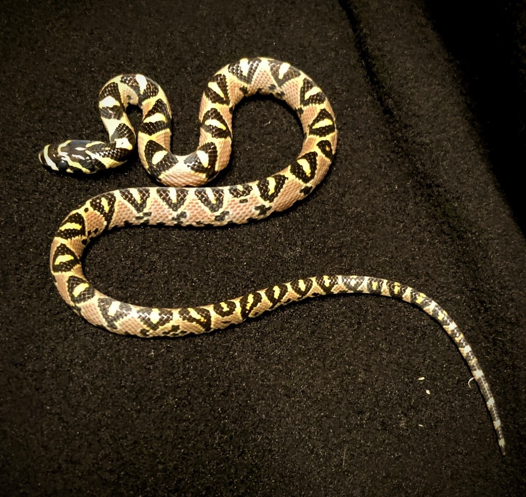 2022 Rats Mandarin Rat Snake by Bryan Cole Reptiles - MorphMarket