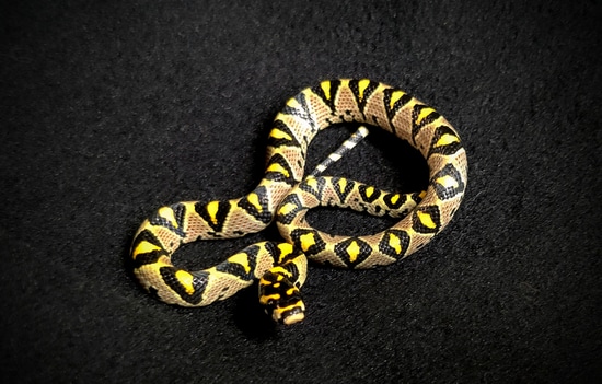 2022 Mandarin Males- Chinese Mandarin Rat Snake by Bryan Cole Reptiles