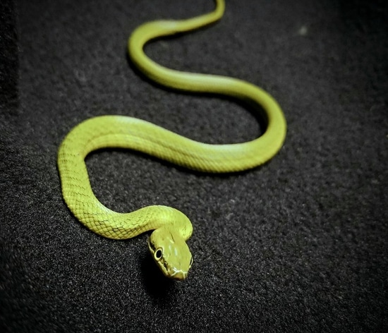 Green Forest Rat Snakes Green Rat Snake by Bryan Cole Reptiles