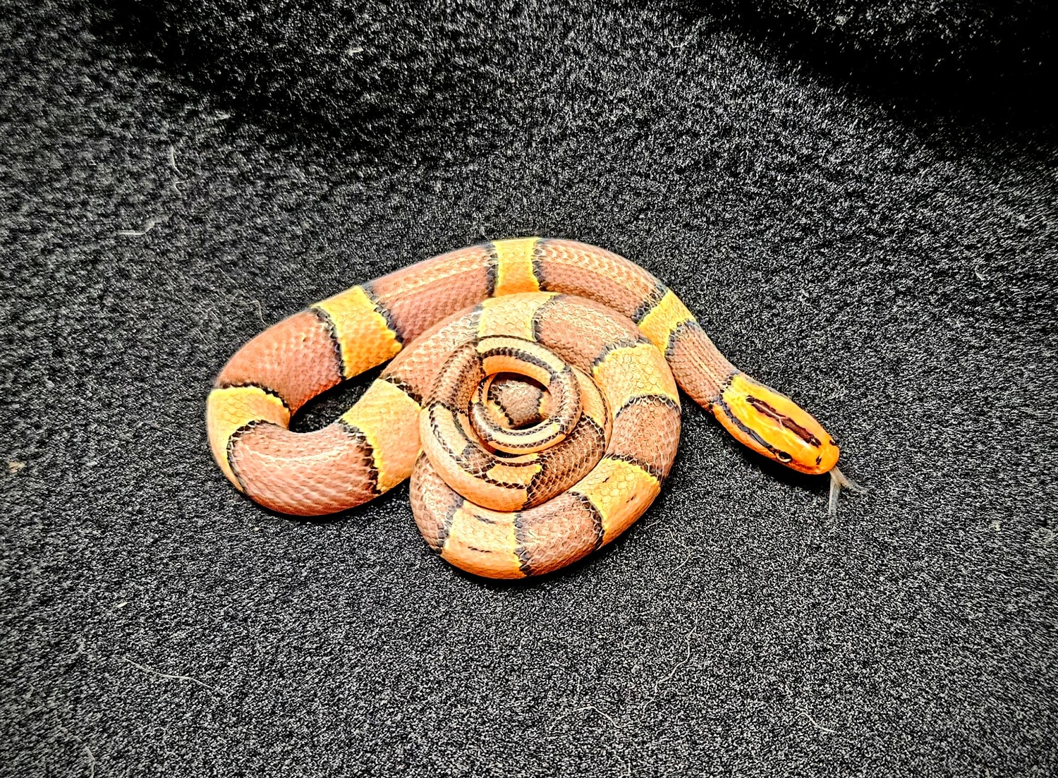 2023 Laticinctus Male Bamboo Rat Snake by Bryan Cole Reptiles - MorphMarket