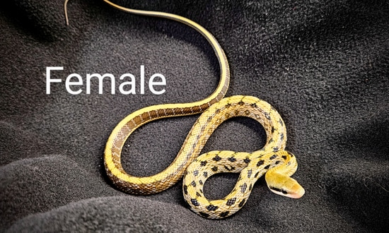 Taiwan Beauty Beauty Rat Snake by Bryan Cole Reptiles