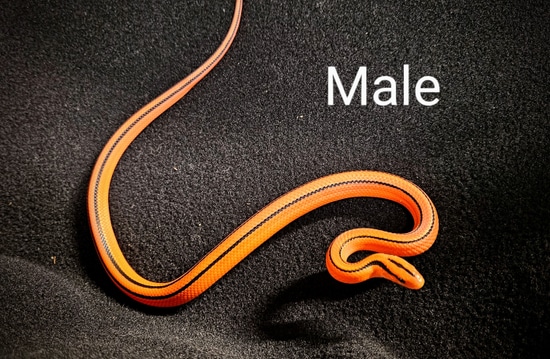 Coxi Pair Bamboo Rat Snake by Bryan Cole Reptiles