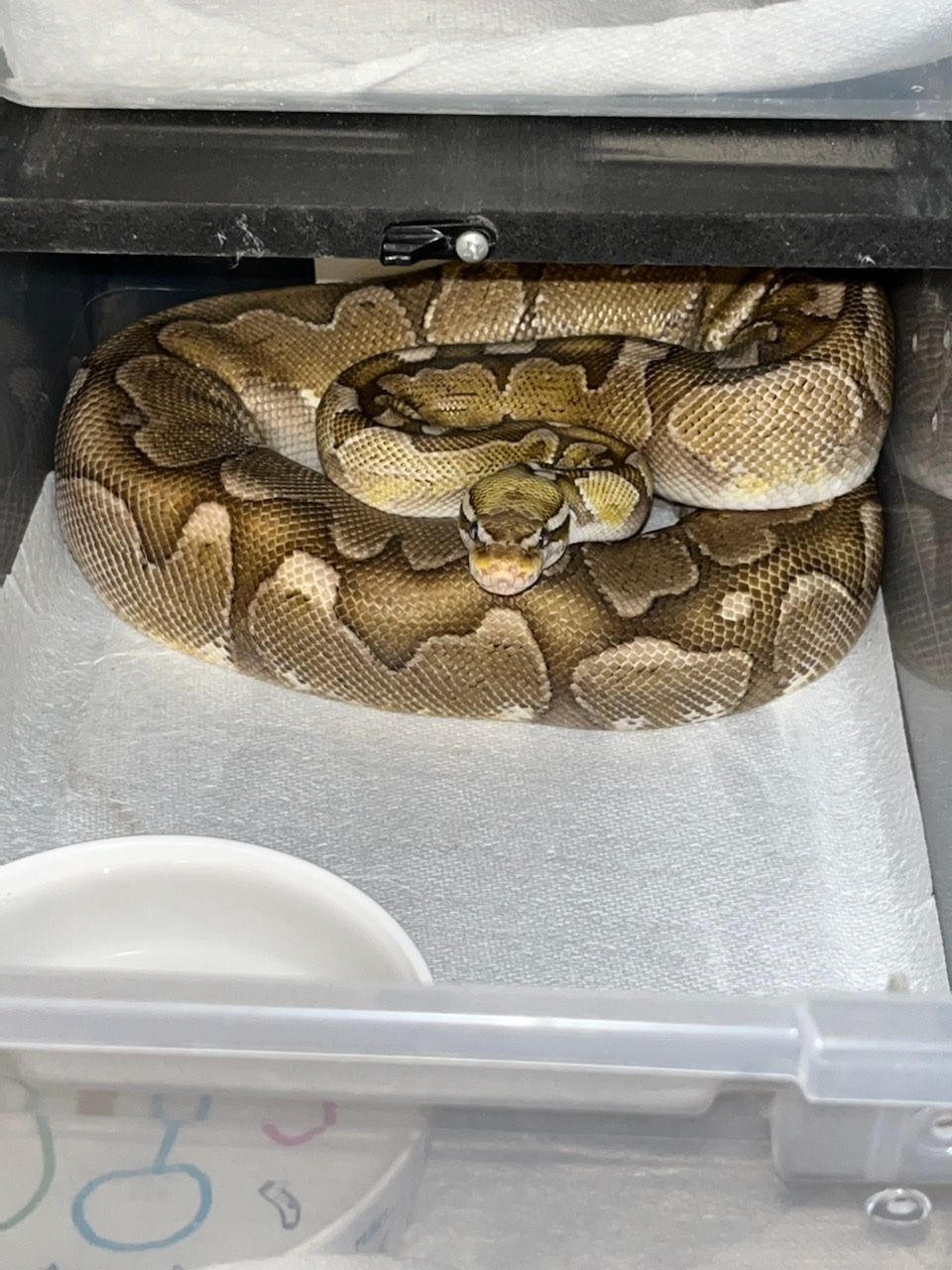 Bamboo Ball Python by Royal Morphology - MorphMarket