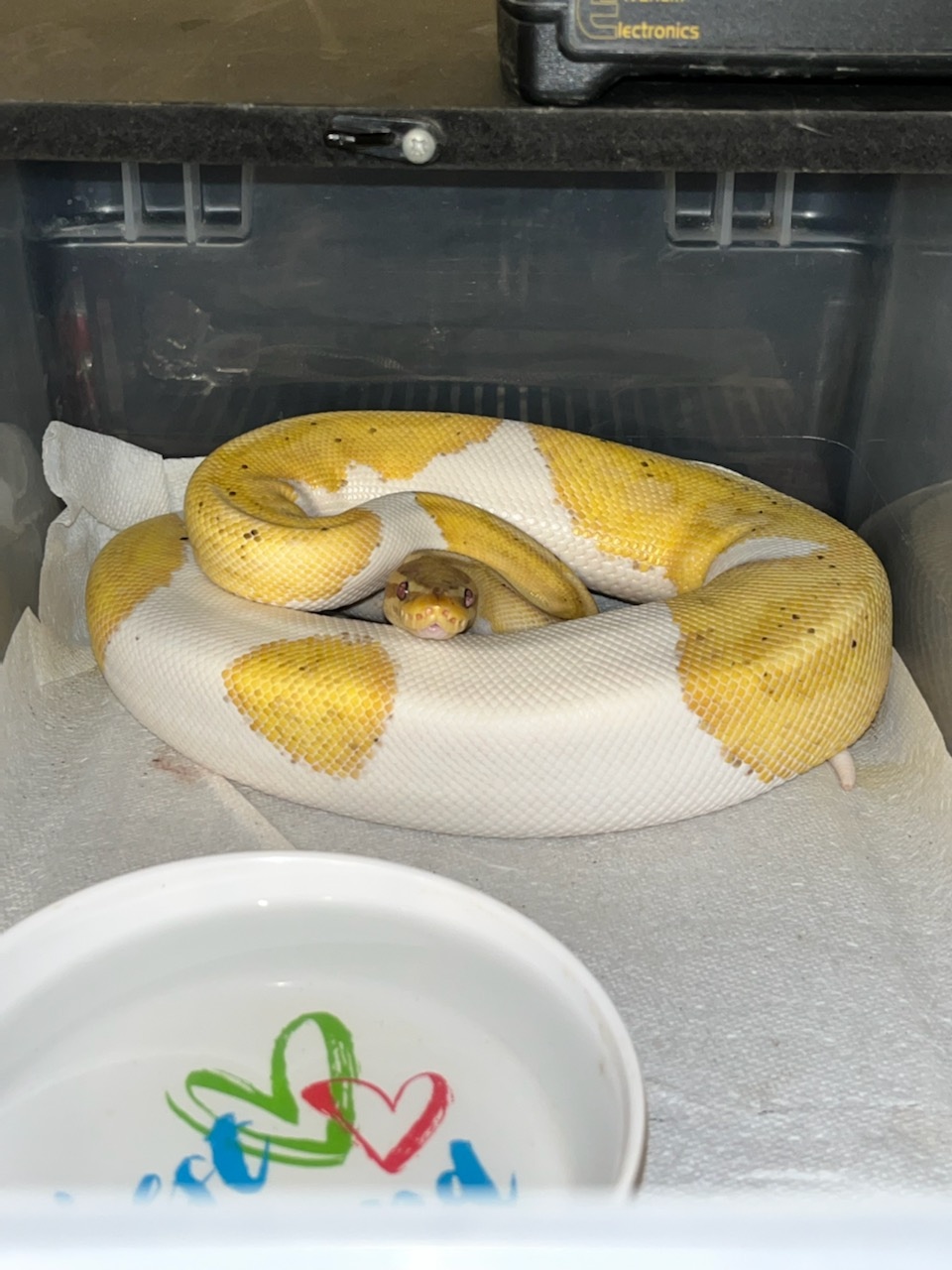 Banana Pied Ball Python by Royal Morphology - MorphMarket