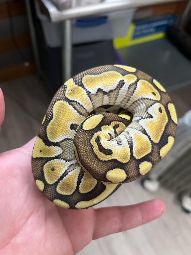 Pastel Het G-Stripe Ball Python by Royal Morphology - MorphMarket