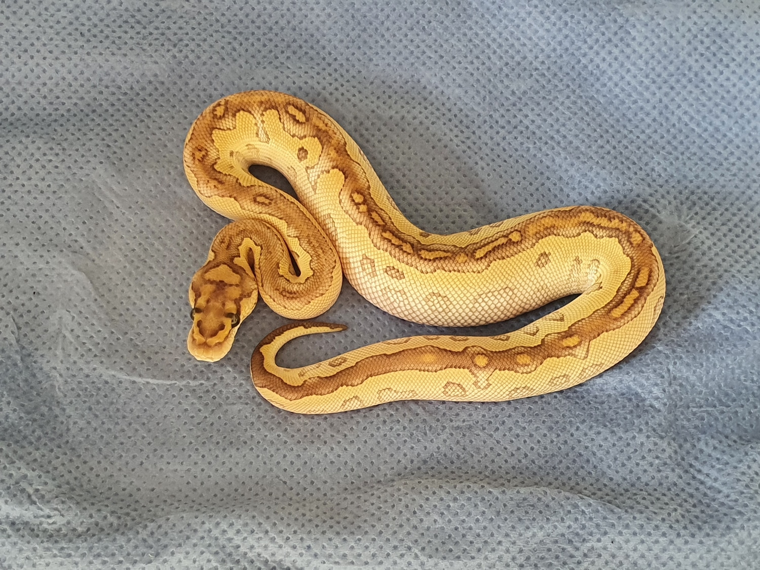 Lesser Clown Het Ultramel Ball Python by B-Balls - MorphMarket