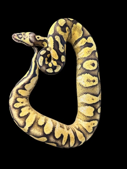 Super Enchi Firefly Calico Ball Python by DLTexotics