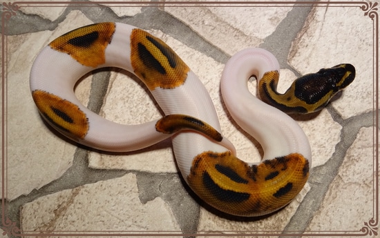 Piebald Het Albino Ball Python by Thomas Bernhart