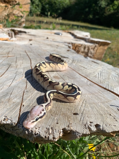 Super Pastel Lesser 100 Percent Het Clown Ball Python by Oregon Coast Pythons