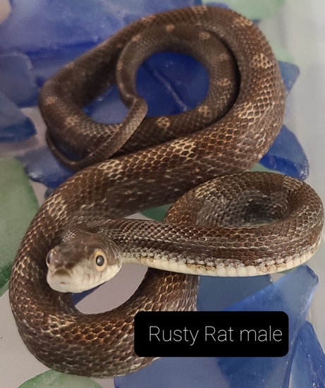 Rusty Ratsnake Male Other Rat Snake by Cold Blooded Playthings