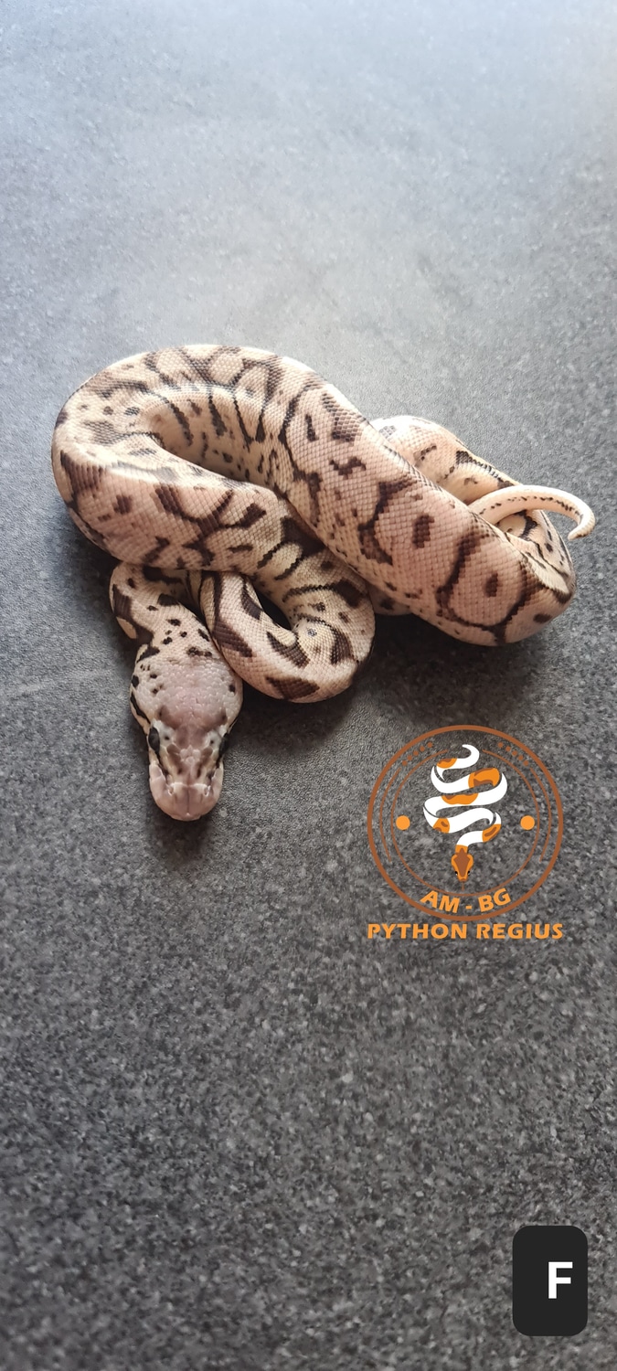 Black Pewter Bee 66% Het Piebald Ball Python by Am-bg python regius ...