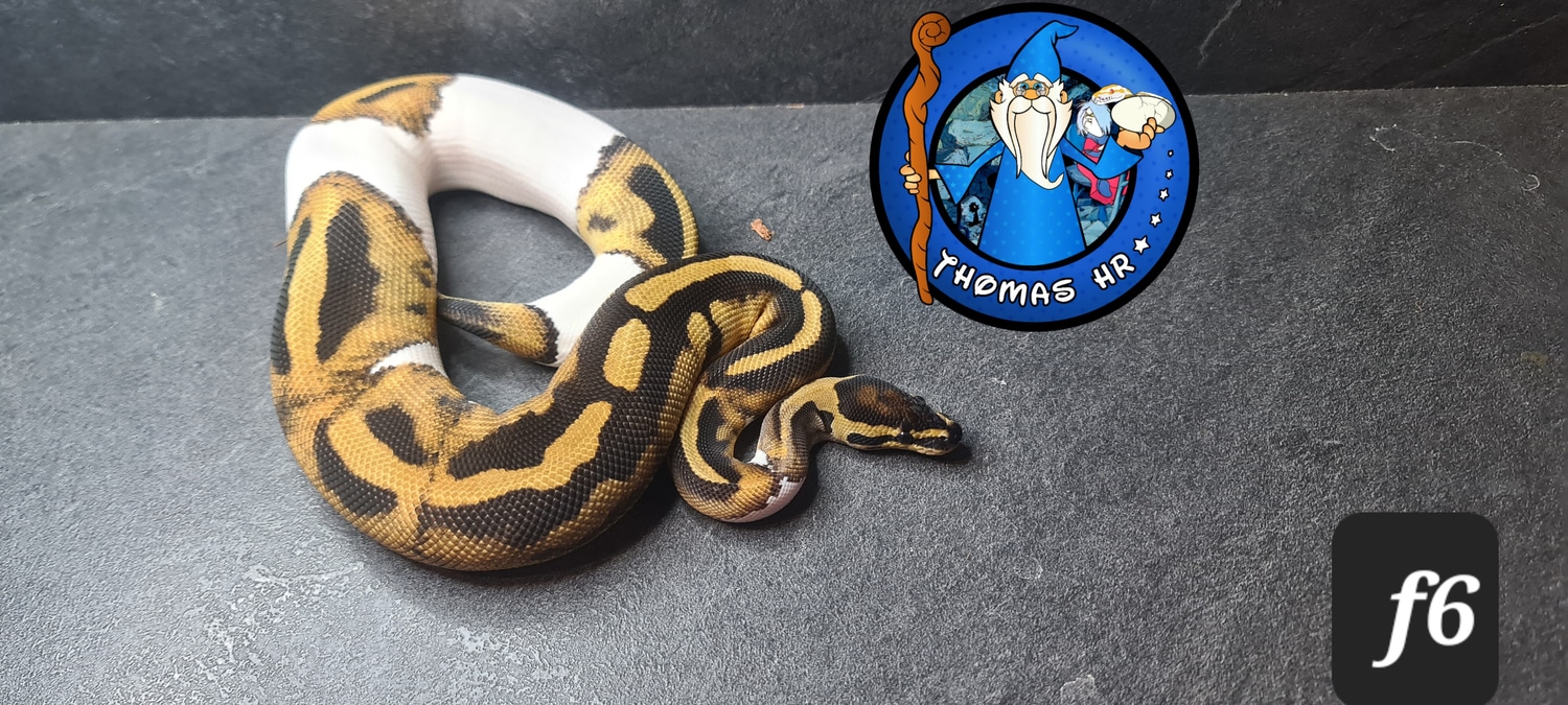 Piebald Het Clown Het Albinos Ball Python by Am-bg python regius - MorphMarket