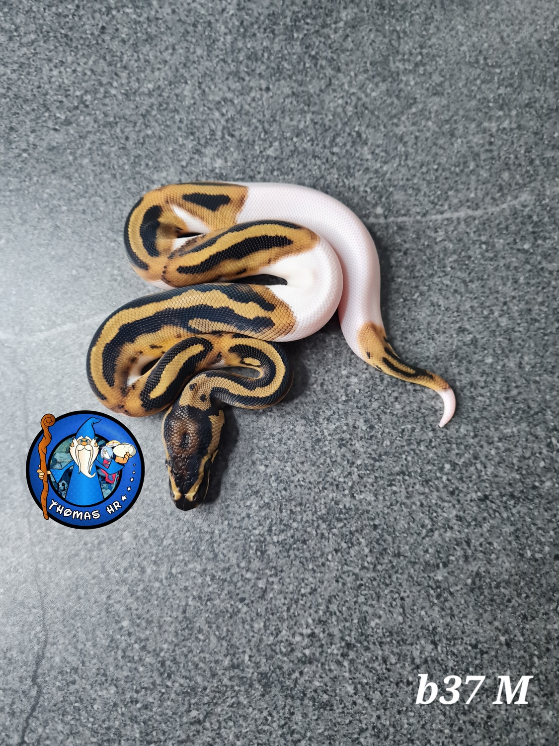 Piebald 100 Het Clown 50 Het Axantic Vpi Ball Python by Thomas hr ...