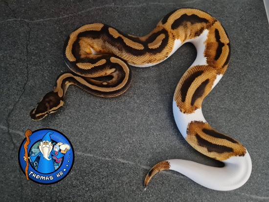 1.1 Piebald Dh Clown Albinos Ball Python by Thomas hr