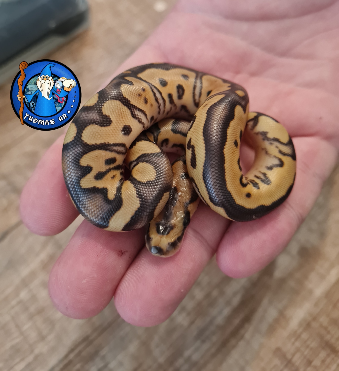 Clown 100% Dh Lavender Albinos Piebald Ball Python by Thomas hr - MorphMarket