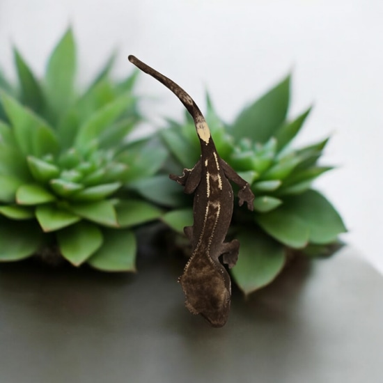 Visual Axanthic Crested Gecko by Trademark Geckos