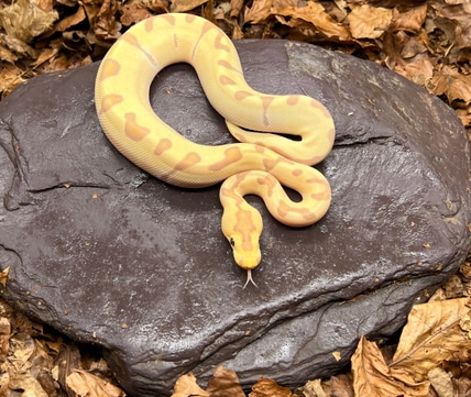 Thomas Reptiles - MorphMarket