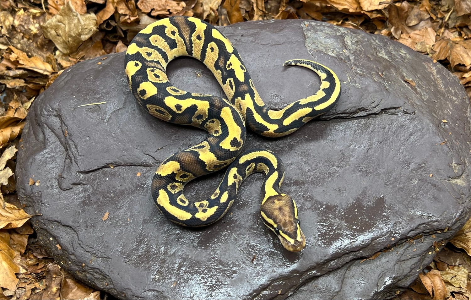 Fire Wookie Ball Python by Thomas Reptiles - MorphMarket