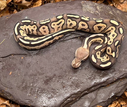 Thomas Reptiles - MorphMarket