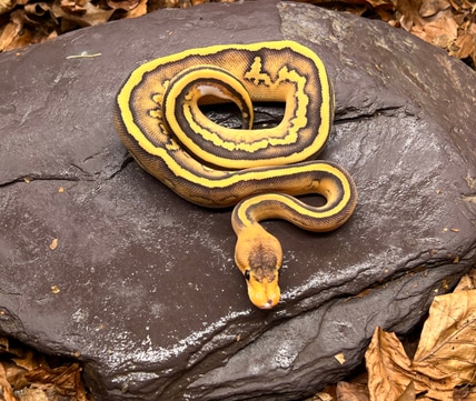 Thomas Reptiles - MorphMarket