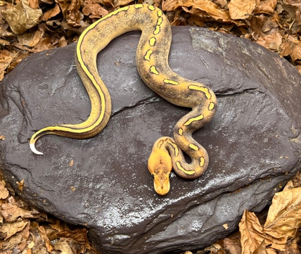 Thomas Reptiles - MorphMarket