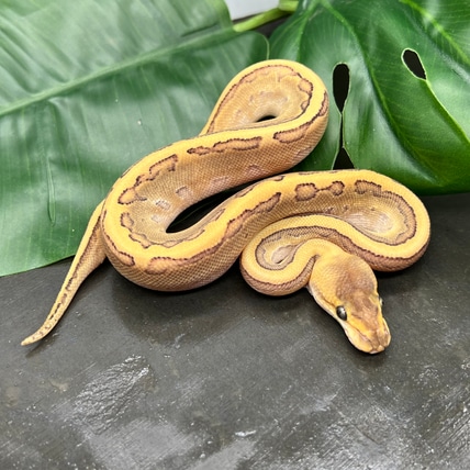 Thomas Reptiles - MorphMarket