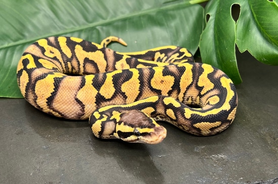 Pastel Tango Yelly Belly Ball Python by Thomas Reptiles