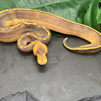 Thomas Reptiles - MorphMarket