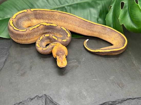 Black Pastel Champagne Tango Ball Python by Thomas Reptiles