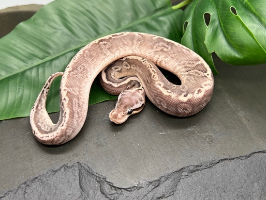 Pewter Tango Ball Python by Thomas Reptiles