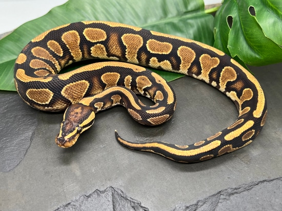 TANGO Ball Python by Thomas Reptiles