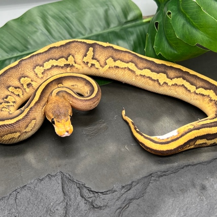 Thomas Reptiles - MorphMarket