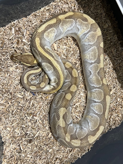 (UK ONLY) Group Of 6 Adult Females Ball Python by Thomas Reptiles