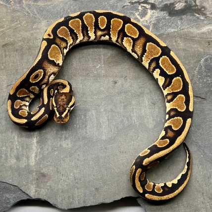 Thomas Reptiles - MorphMarket