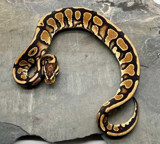 TANGO Ball Python by Thomas Reptiles