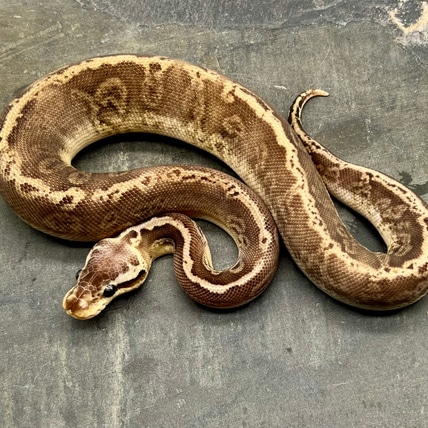 Thomas Reptiles - MorphMarket