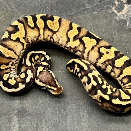 Thomas Reptiles - MorphMarket