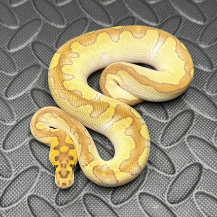 Thomas Reptiles - MorphMarket