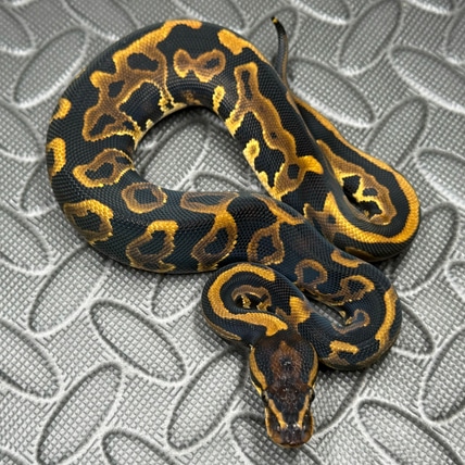 Thomas Reptiles - MorphMarket