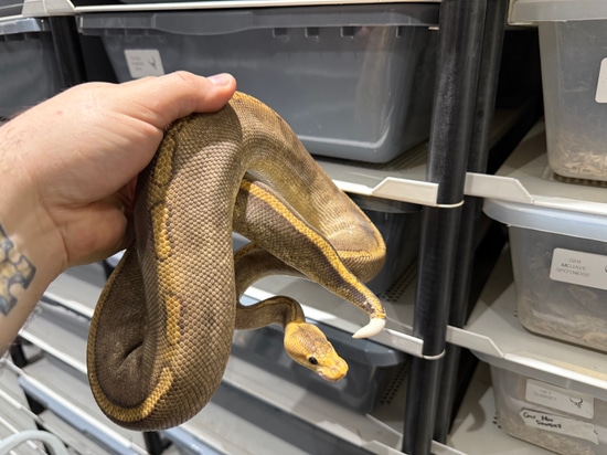 Champagne Tango Ball Python by Thomas Reptiles