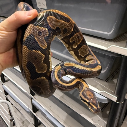 Thomas Reptiles - MorphMarket