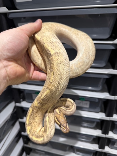 Enchi Super Gravel Ball Python by Thomas Reptiles