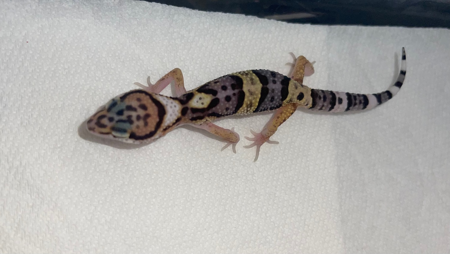 Tsm Mack Snow Het Eclipse Het Tremper Leopard Gecko by Tucson’s finest ...