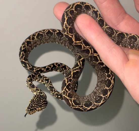 Uscbb Halloween Phase Amazon Tree Boa by Tucson’s finest Leo’s