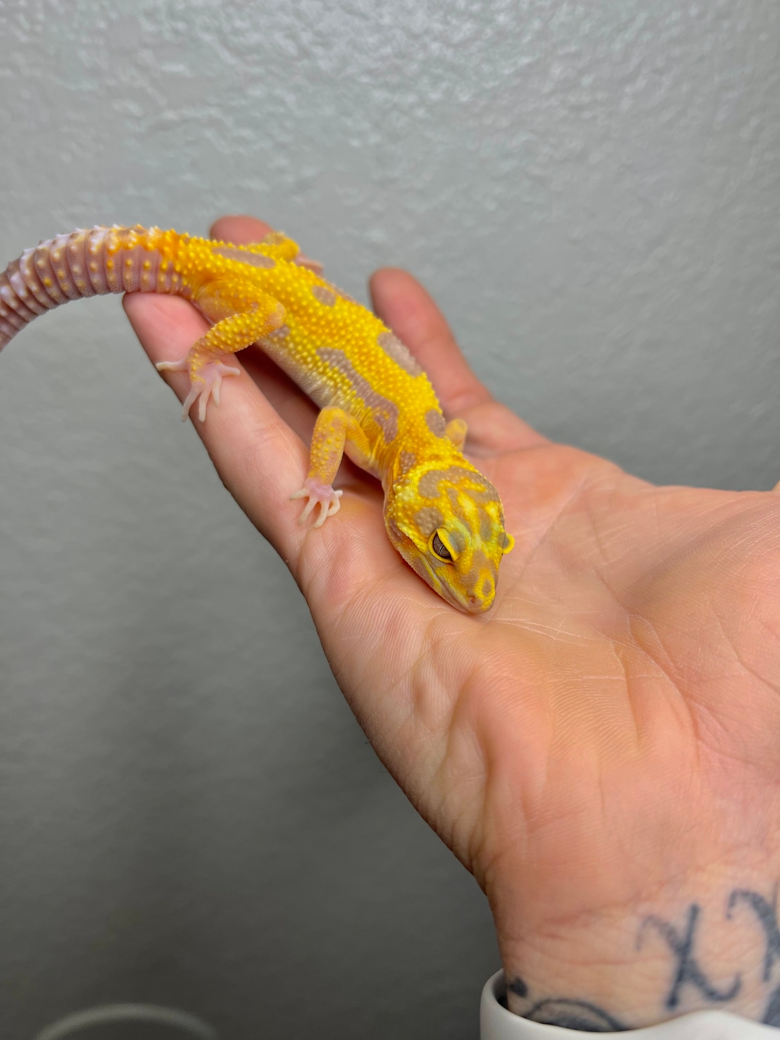 2022 Tremper Clown Cross Leopard Gecko by Tucson’s finest Leo’s ...