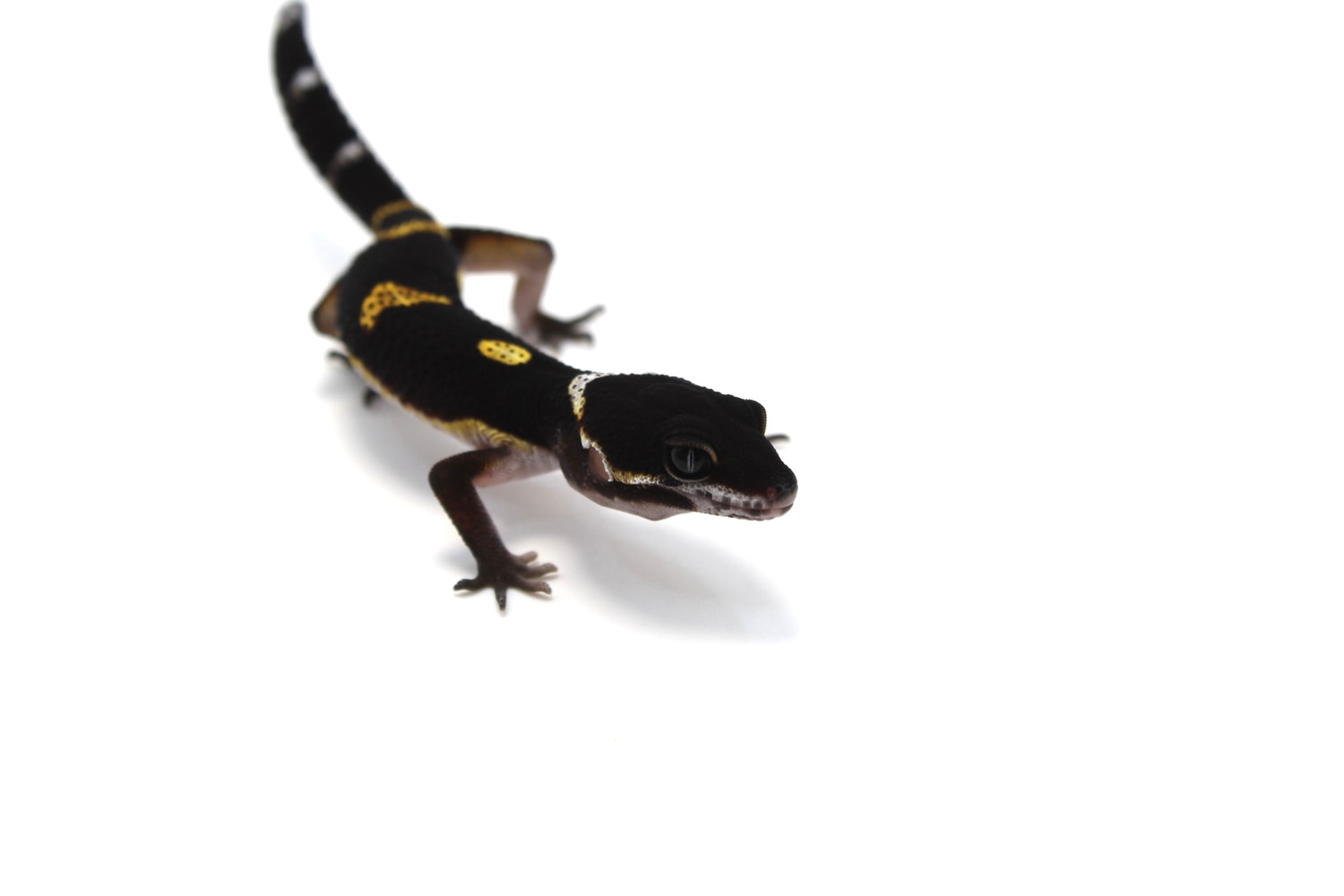 2023 Tsm Pure Black Night Nkh Leopard Gecko by Tucson’s finest Leo’s ...