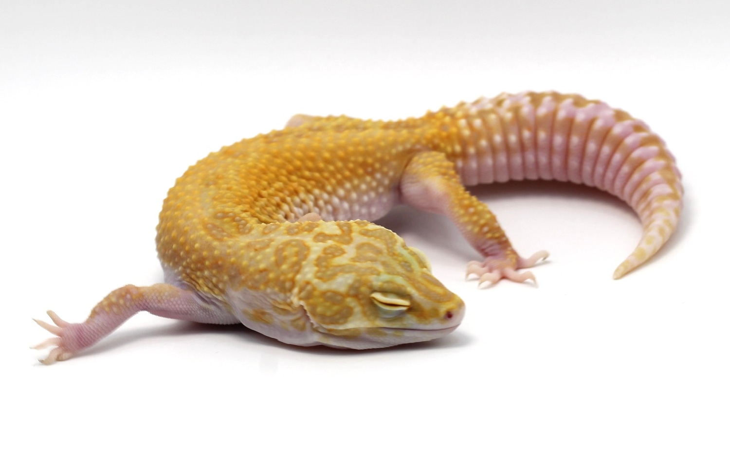 2022 75% Atomic G 25% High Contrast Raptor Leopard Gecko by Tucson’s ...